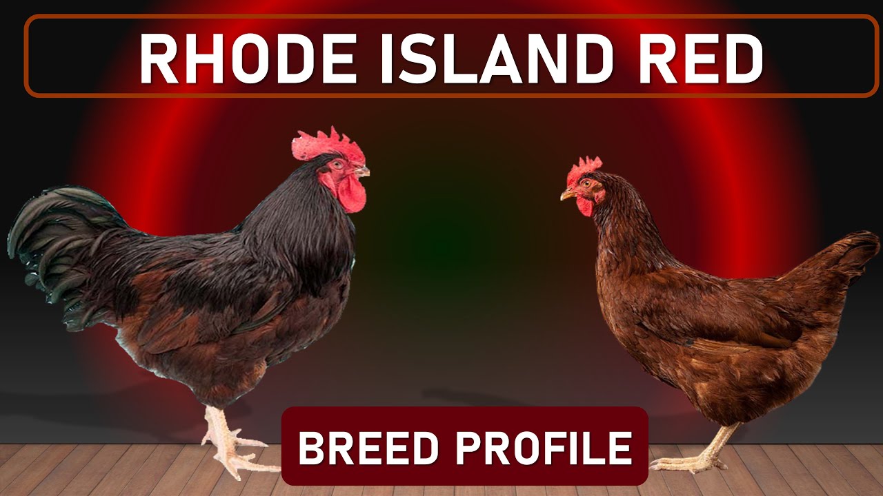 Is the Rhode Island Red breed considered dual purpose? - The Rhode ...