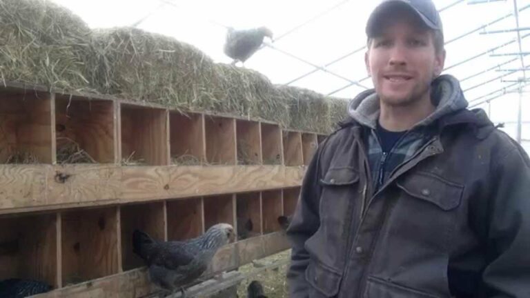 What is the appropriate size of a nesting box for Rhode Island Red ...